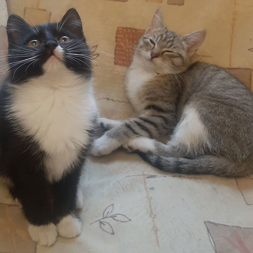 Котята в добрые руки 2-3 месяца