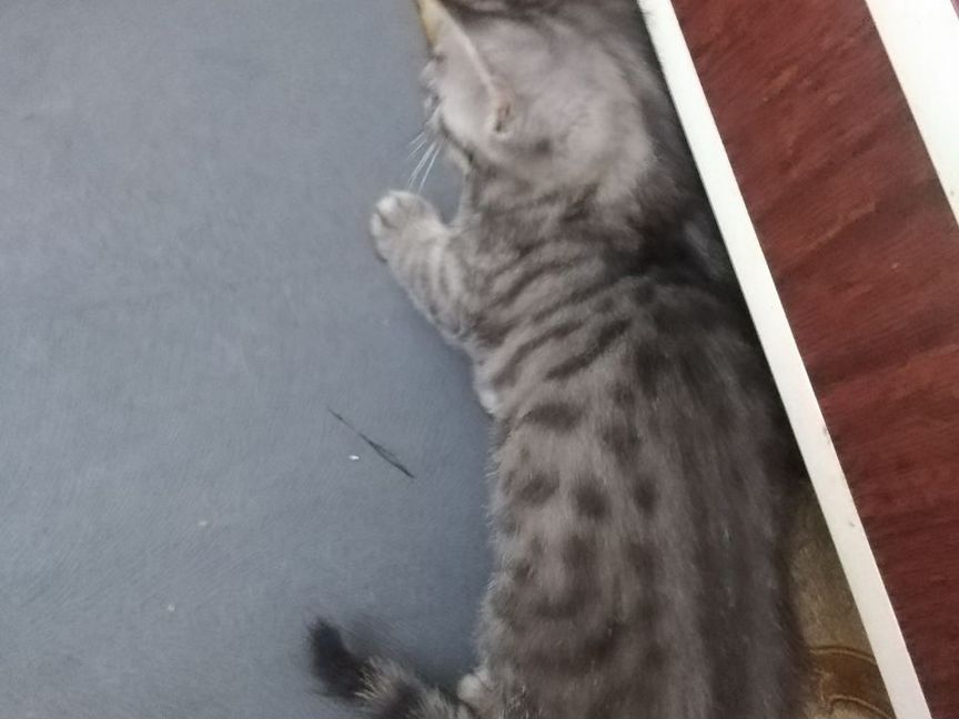 Шотландский котенок в дар бесплатно
