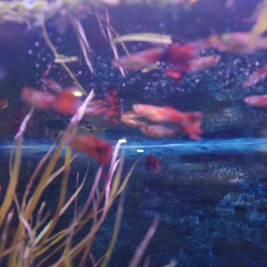 Отдам гуппёшек