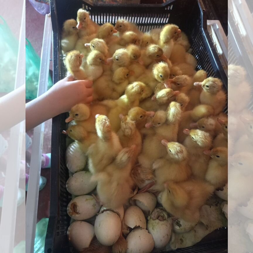Суточные бройлерные утята