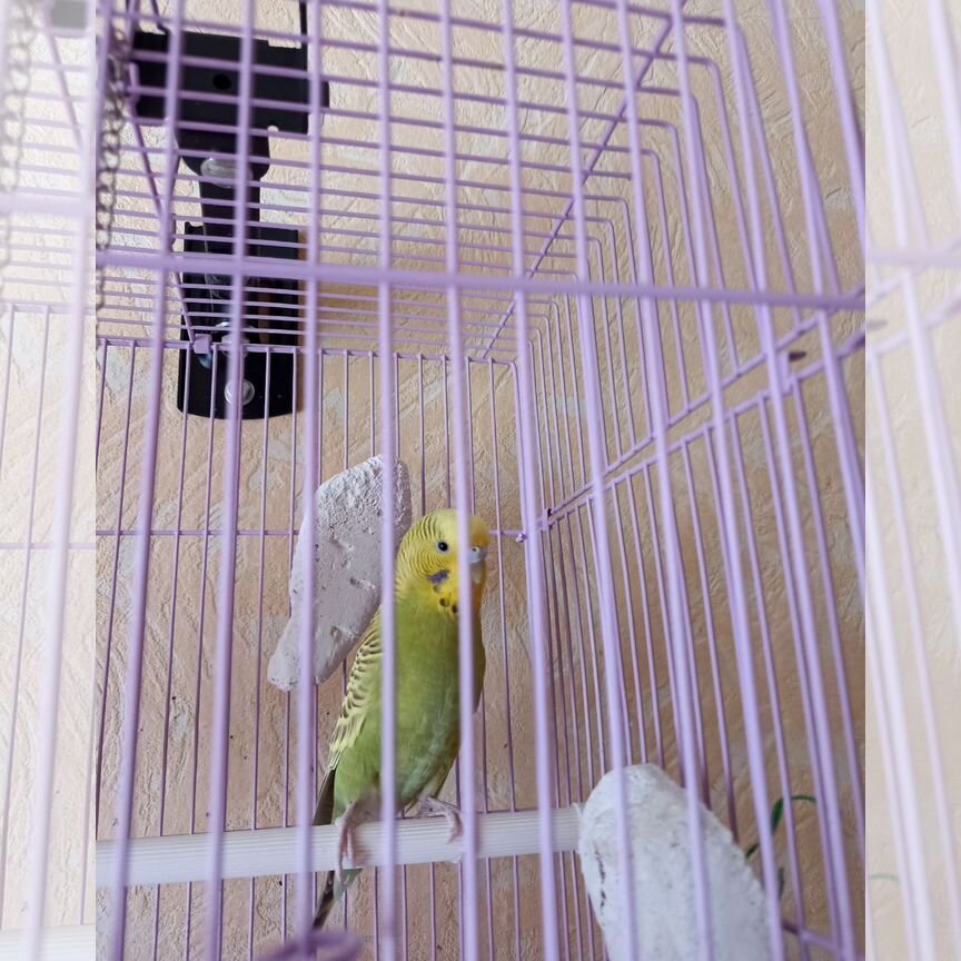 Волнистый попугай самец