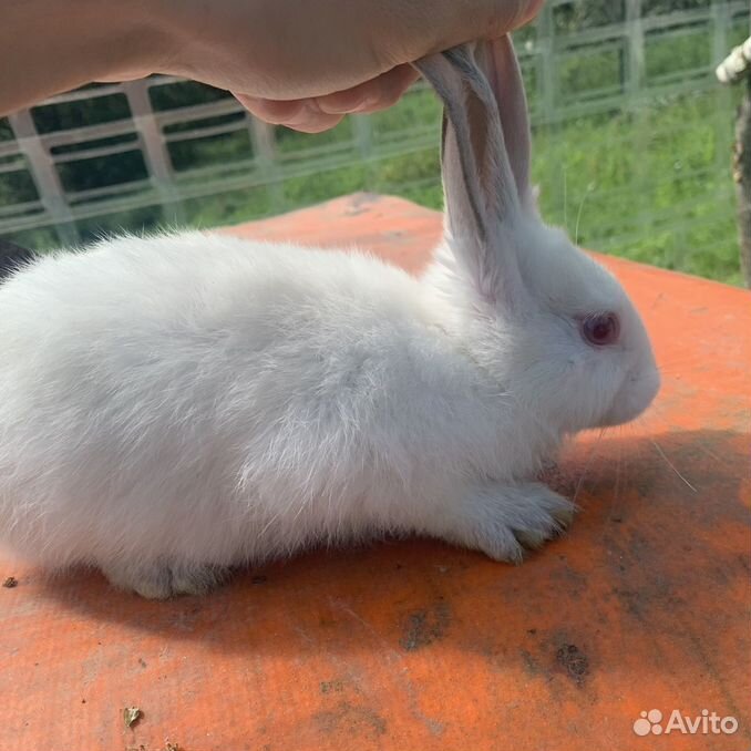 Калифорнийские кролики