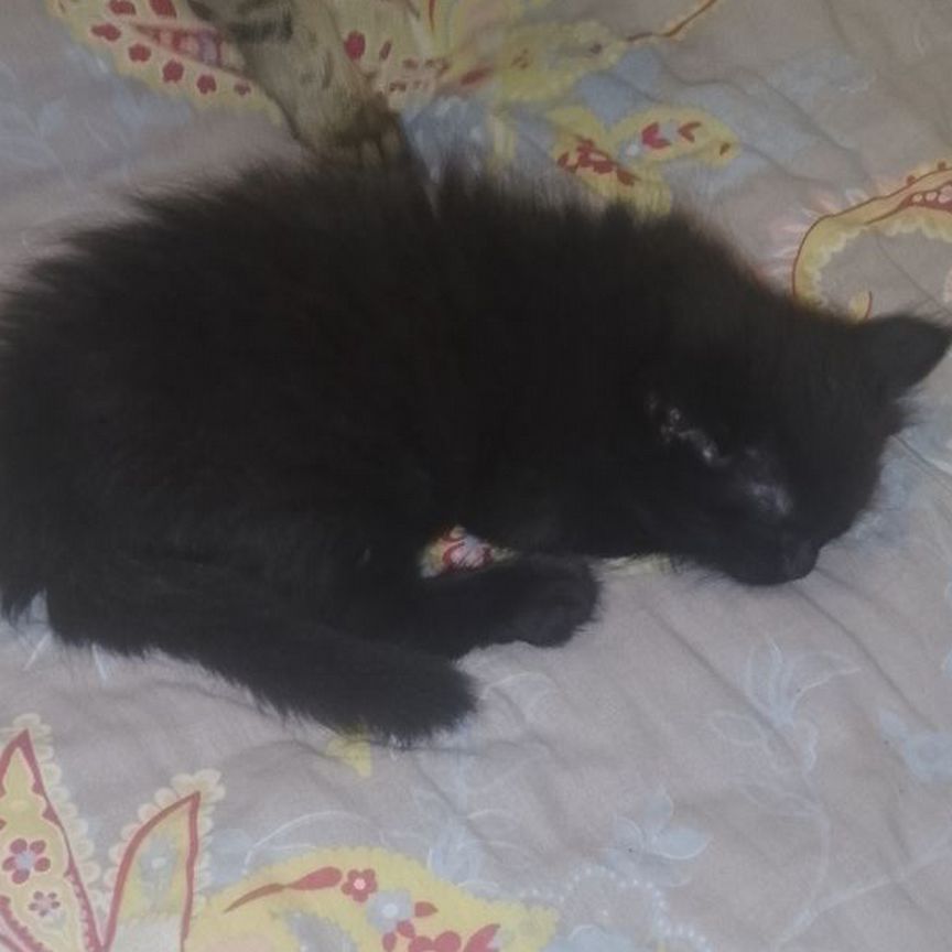 Сибирский котёнок