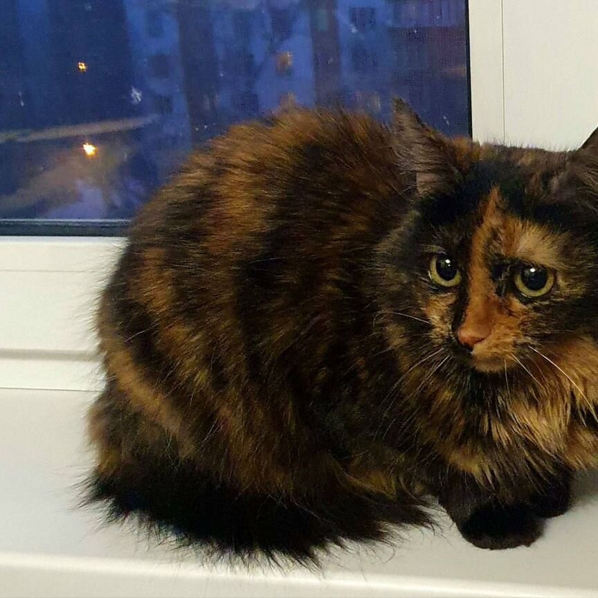 Кошка ищет друга