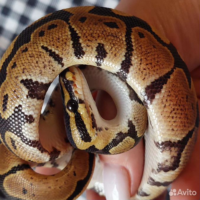 Королевская змея