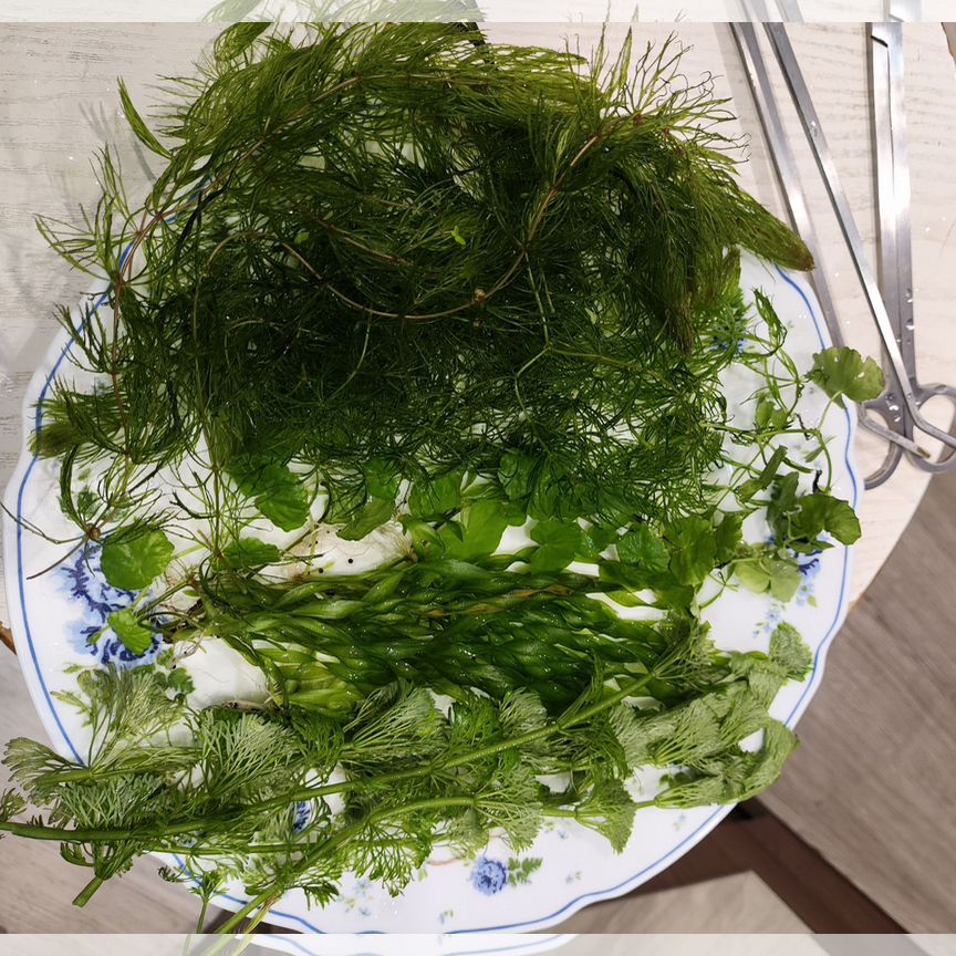 Аквариумное растение