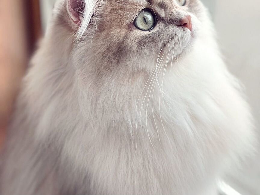 Золотая шиншилла