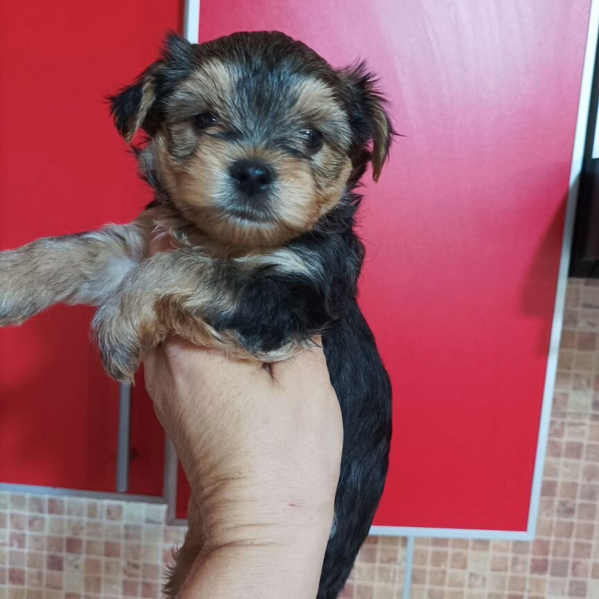 Йоркширский терьер щенки