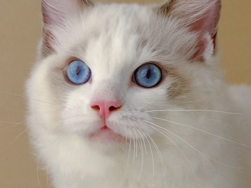 Ragdoll котик