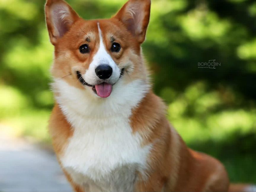 Вельш-корги пемброк вязка