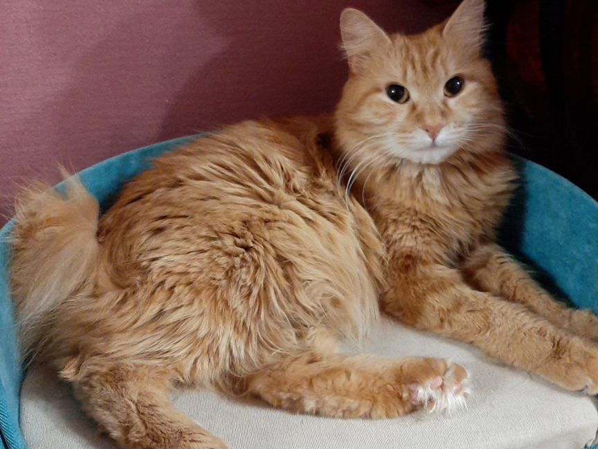 Кошка курильский бобтейл. Вязка