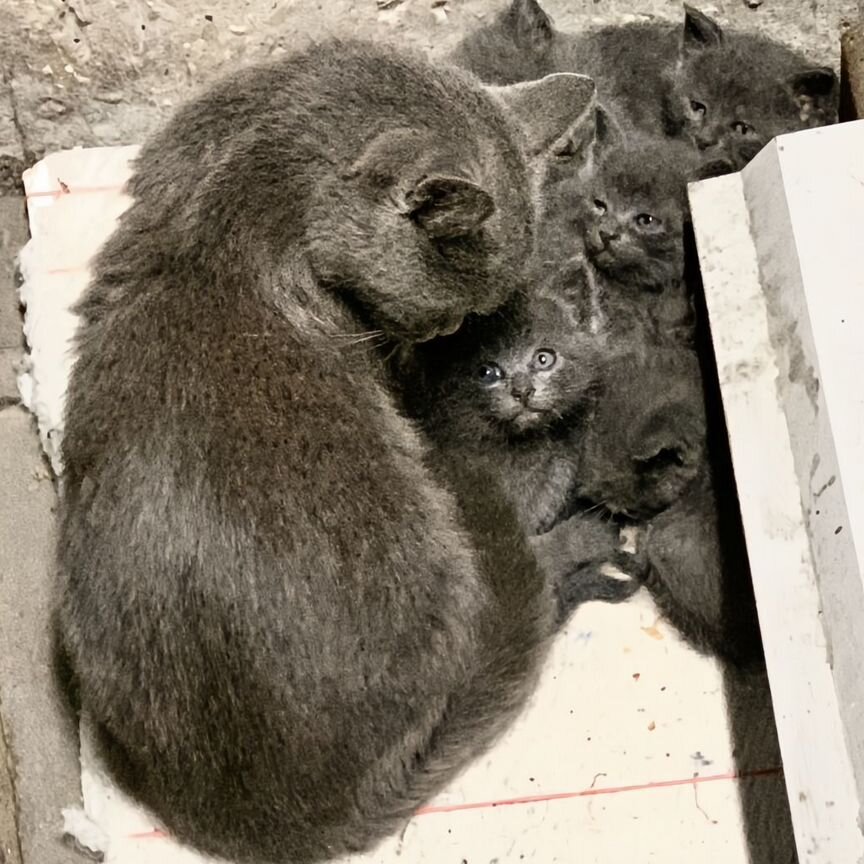 Шотладские котята