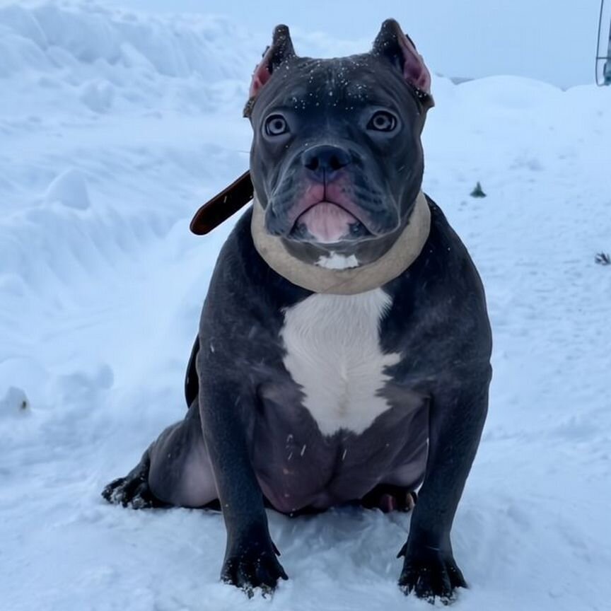 Американский булли, щенок