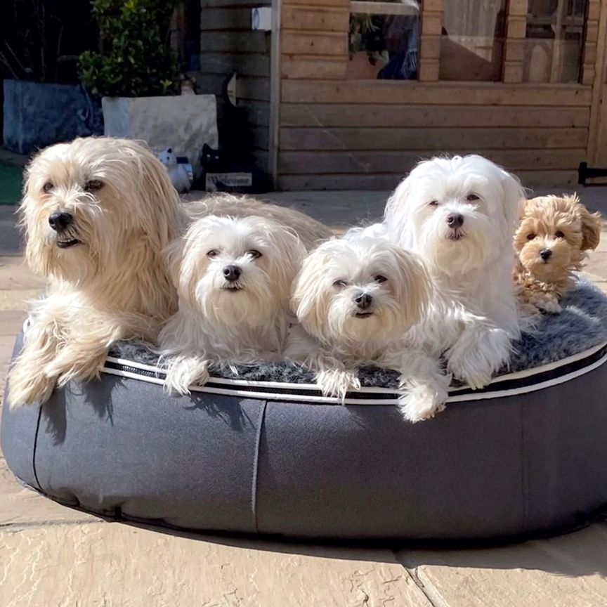 Лежанка для крупных пород собак