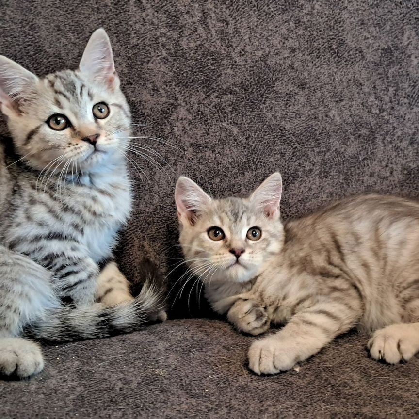 Плюшевые котята