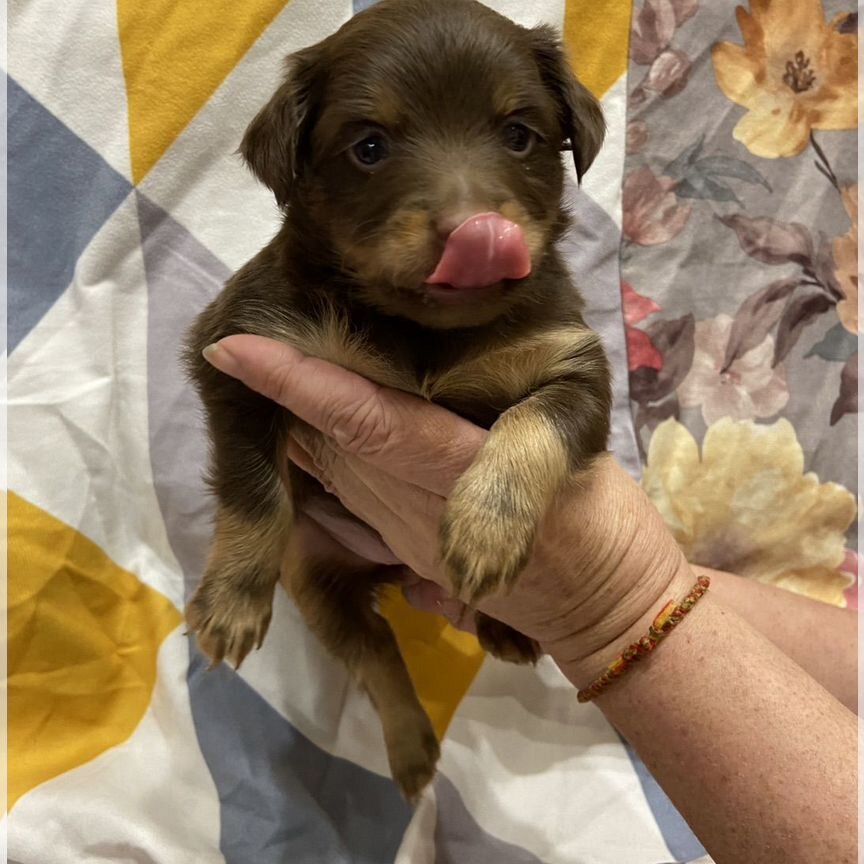 Русский той-терьер, щенок