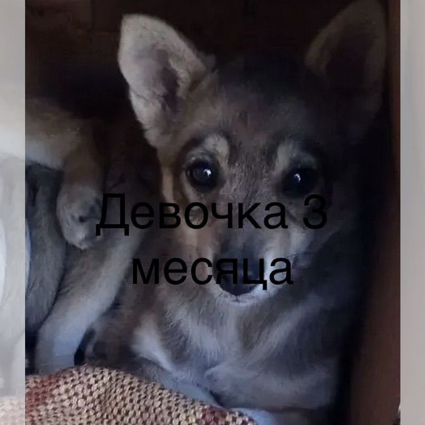 Щенок в добрые руки