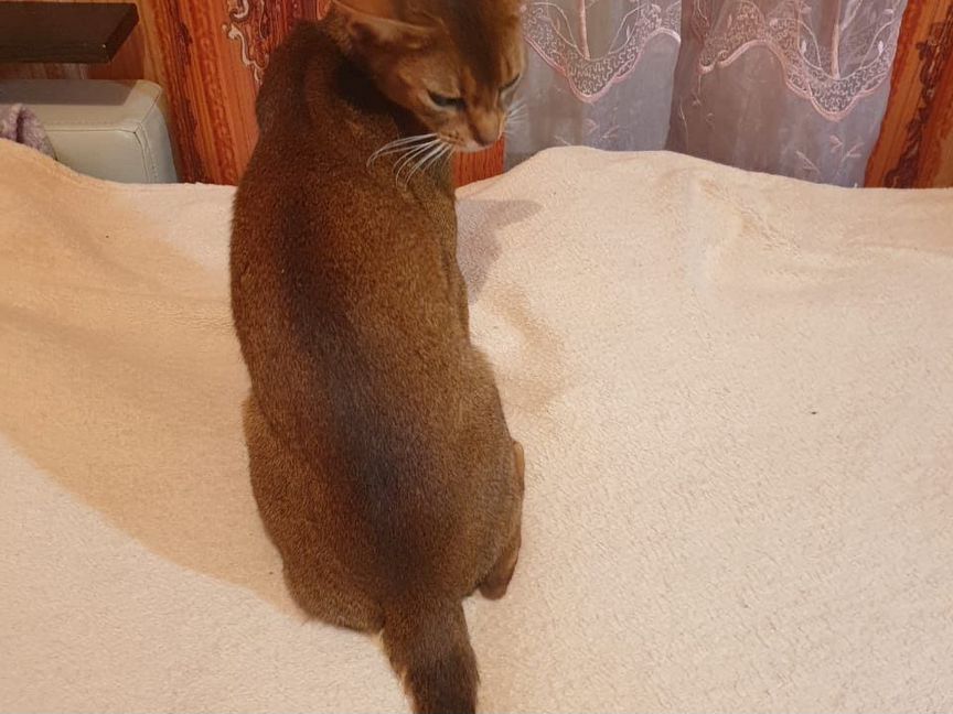 Абиссинская кошка