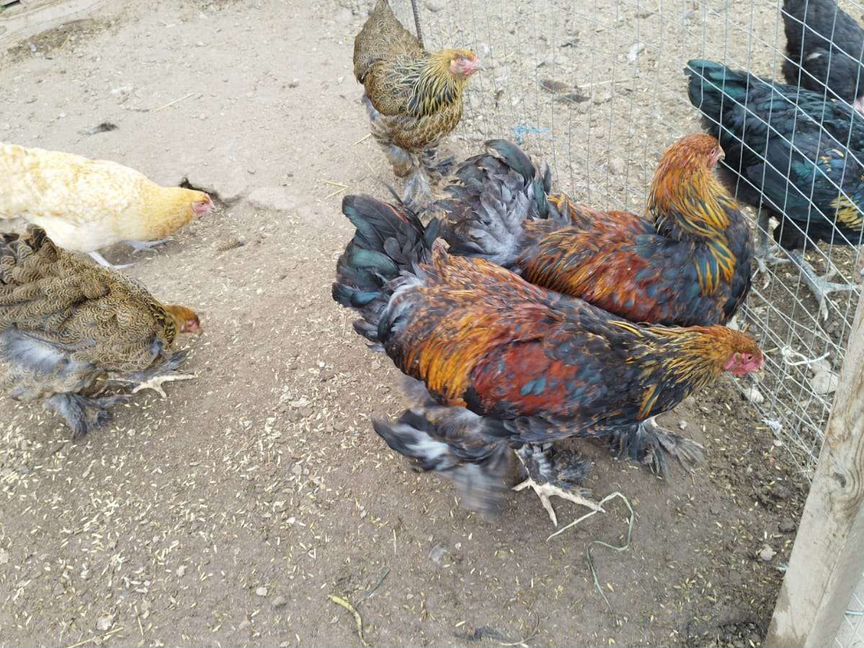 Куры молодки 5 месяцев