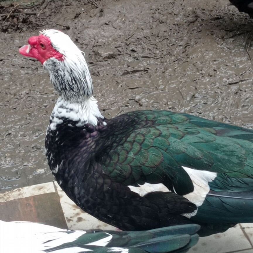 Селезень индоутки и уточки