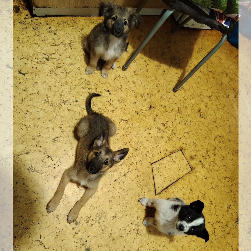 3 красавицы ищут дом