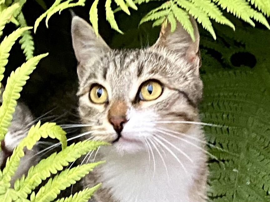 Кошка Петунья ищет дом