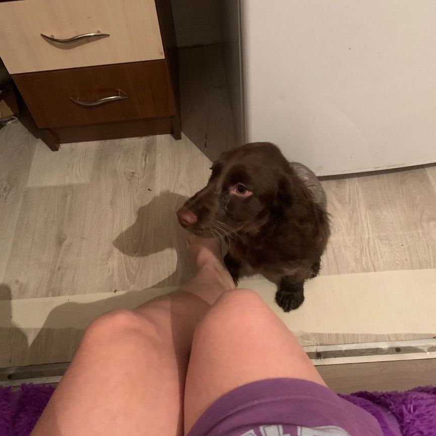 В добрые ручки красотку