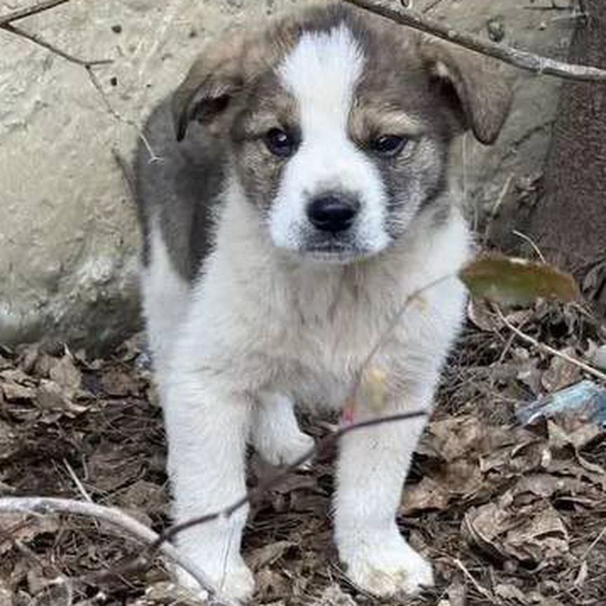 Щенок в добрые руки