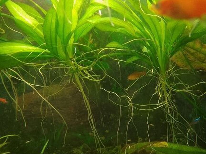 Эхинодорус амазонский аквариумное растение