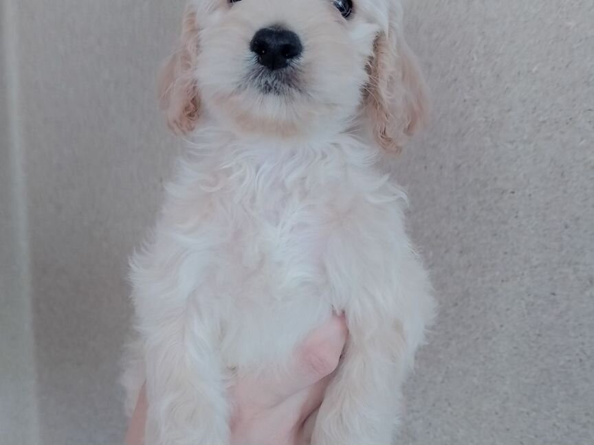 Щенок кокапу