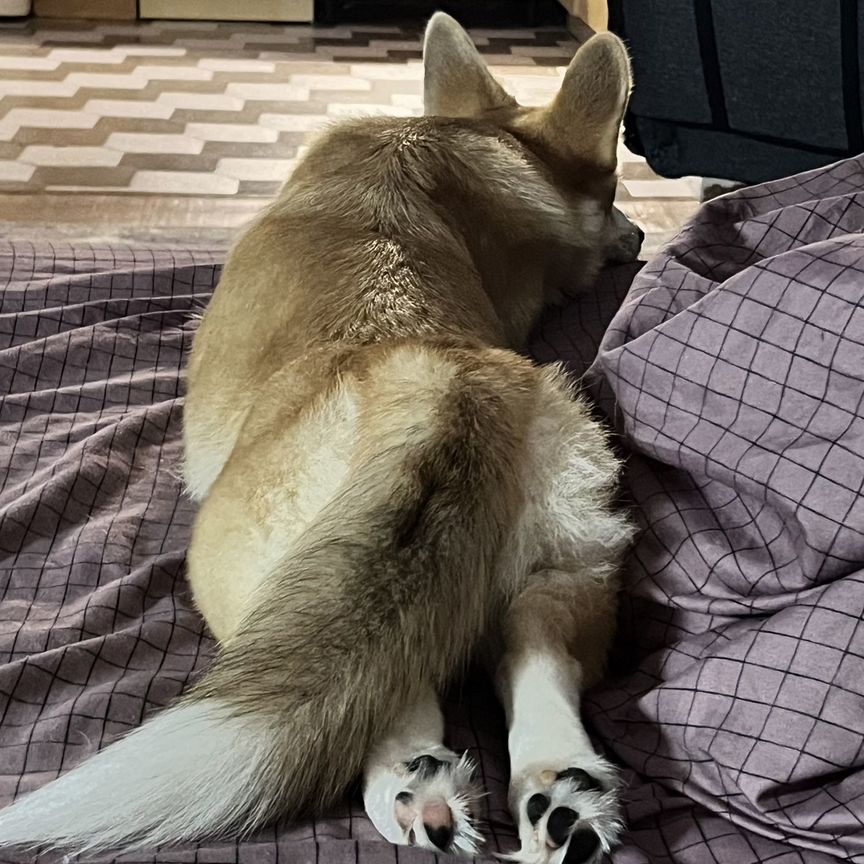 Вельш Корги Пемброк, взрослая собака