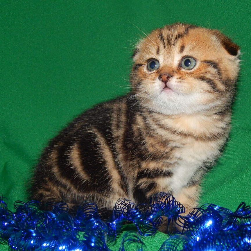 Шотландские котята