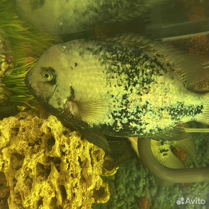 Вьеха Синодонтис Платидарас Восьмиполосая