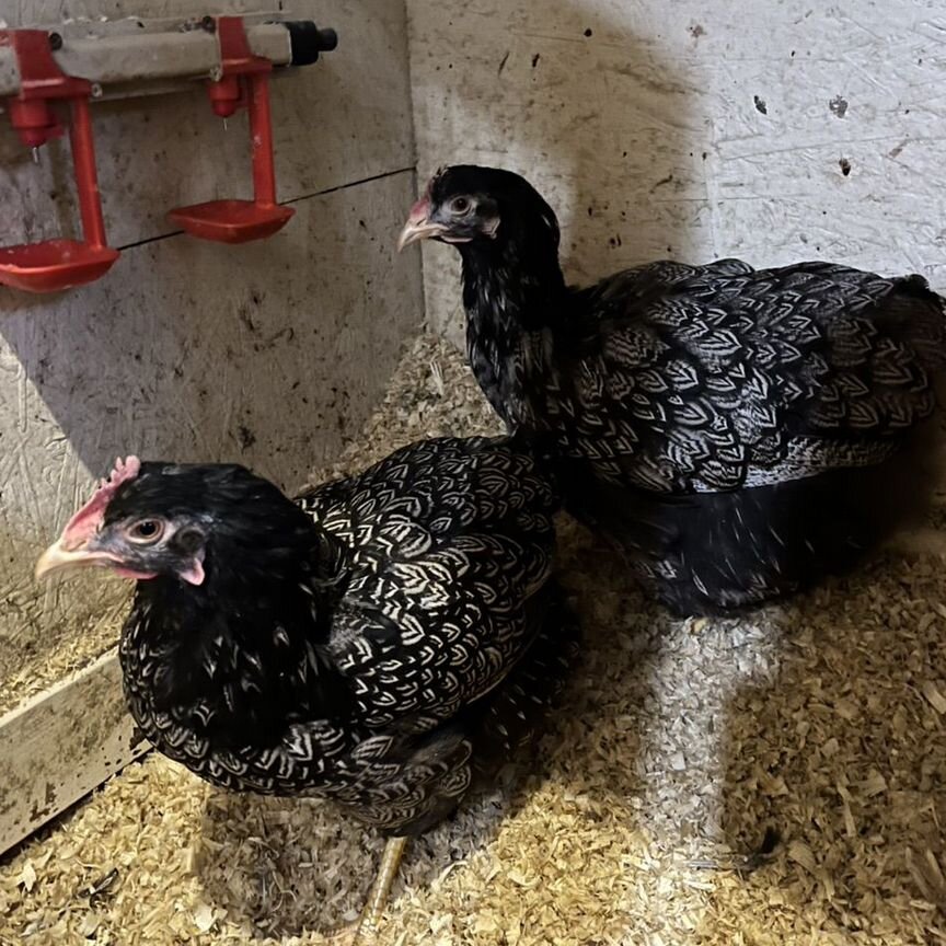 Семья Барневельдер