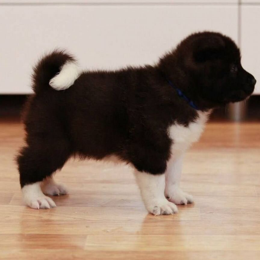 Американская акита, щенок