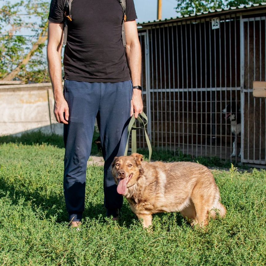 Собака в добрые руки