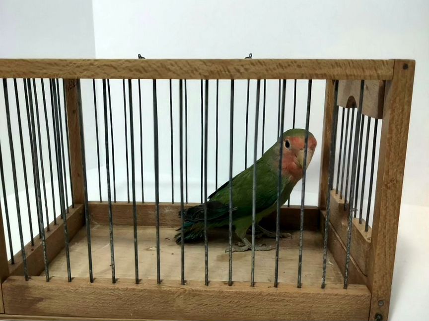 Волнистые, кореллы, неразлучники