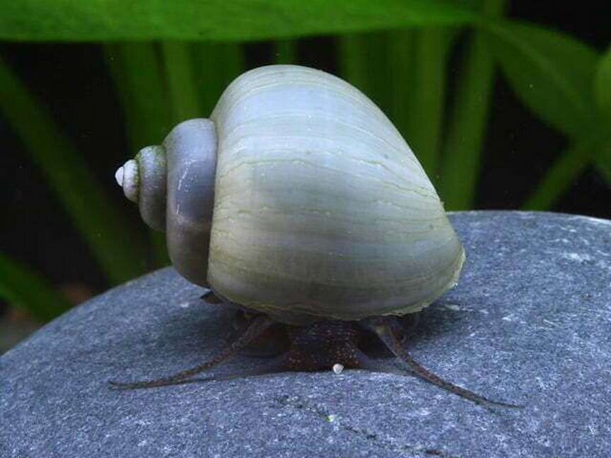 Голубая Ампулярия