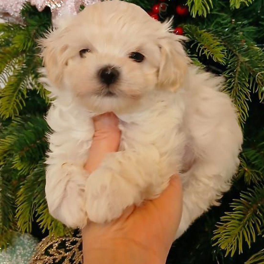 Мальтипу, щенок