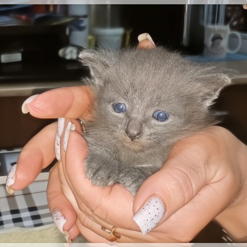 Русский голубой котёнок