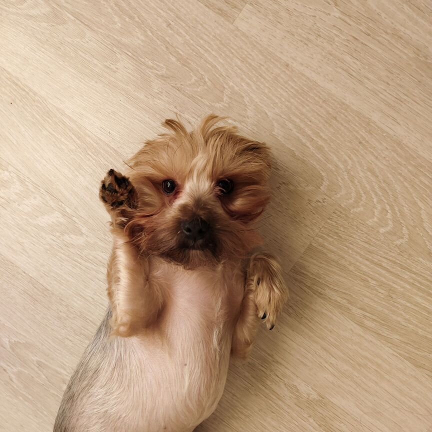 Йоркширский терьер