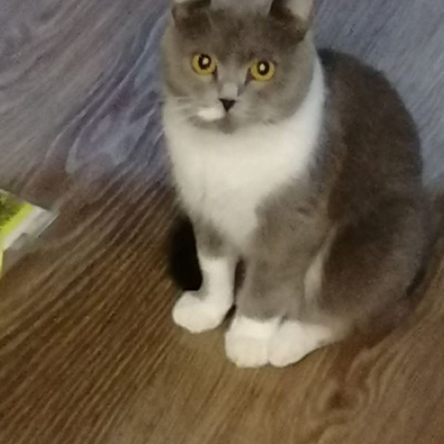 Кошка Няша