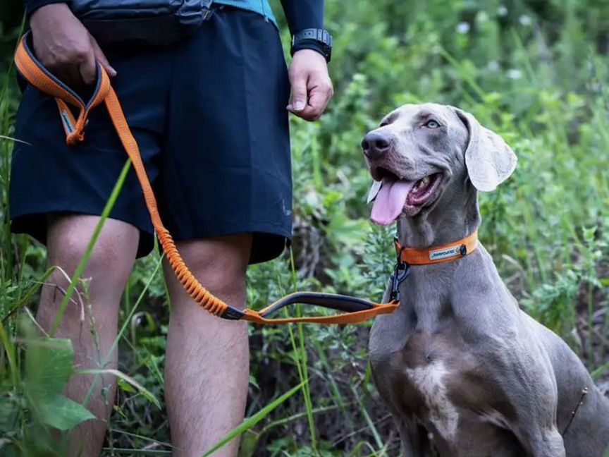Ошейник и поводок
