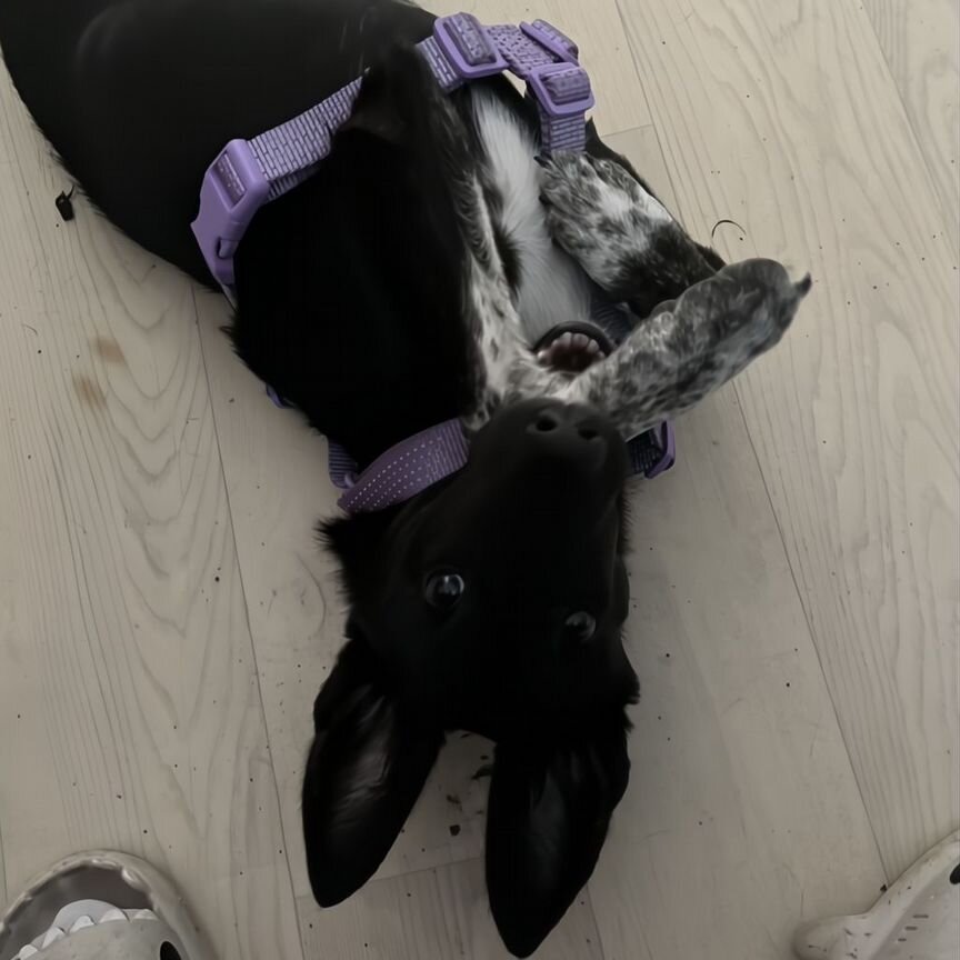 Щенок в добрые руки