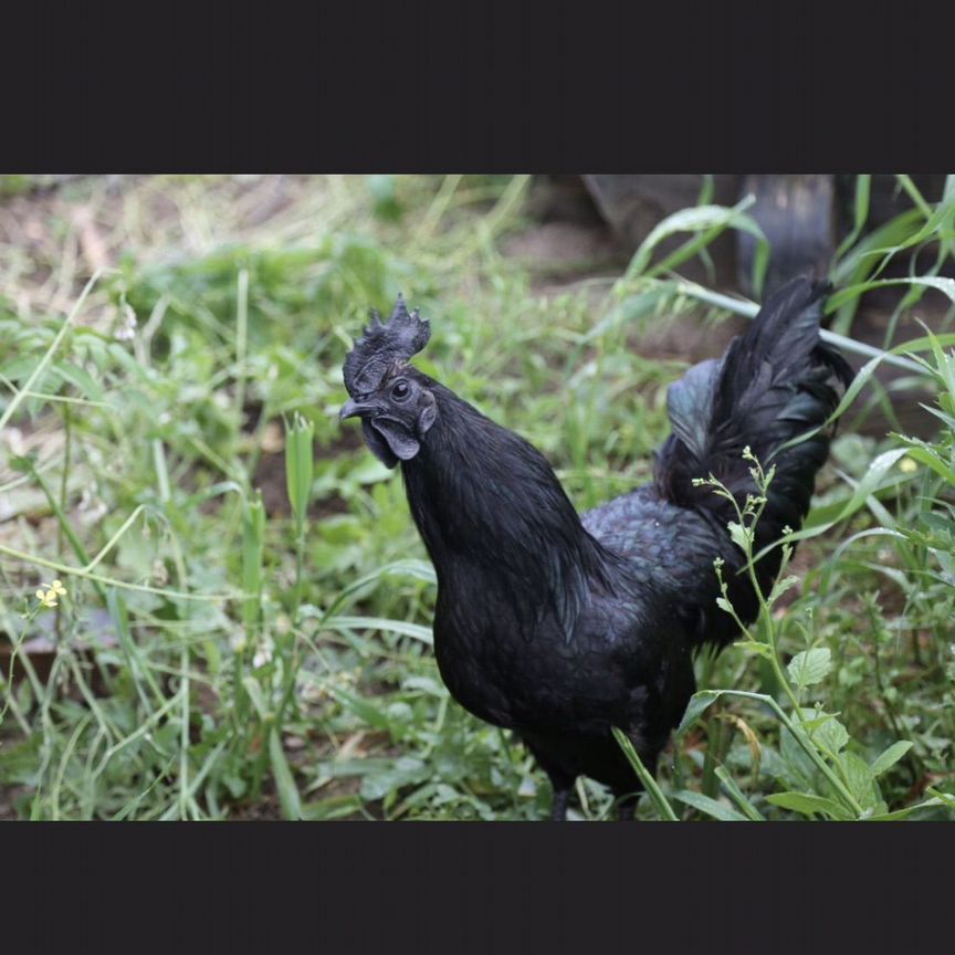 Петух ухейилюй