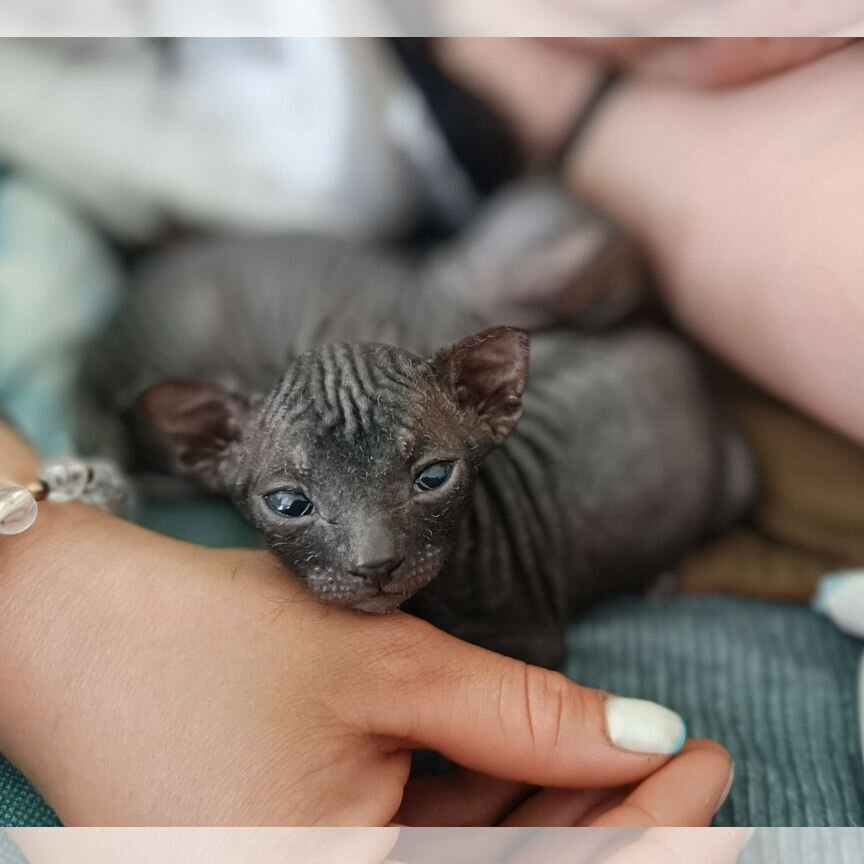 Канадский сфинкс котёнок