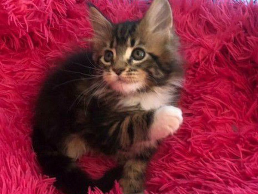 Mein Coon переезжают