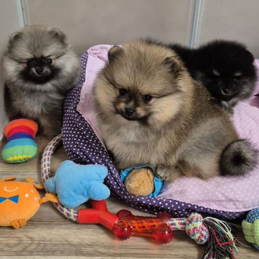 Померанский шпиц, щенок