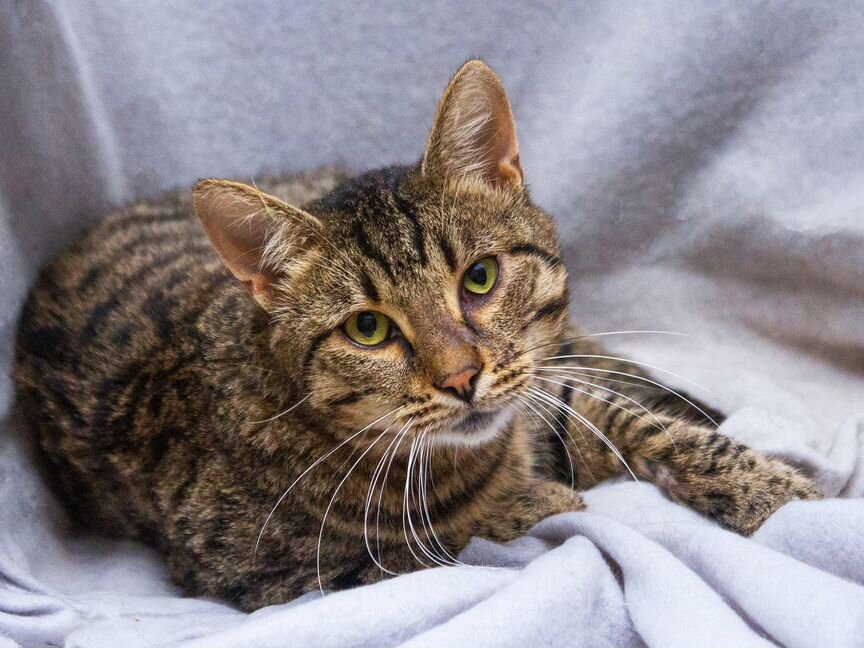 Кот Тимошка очень ласковый в добрые руки