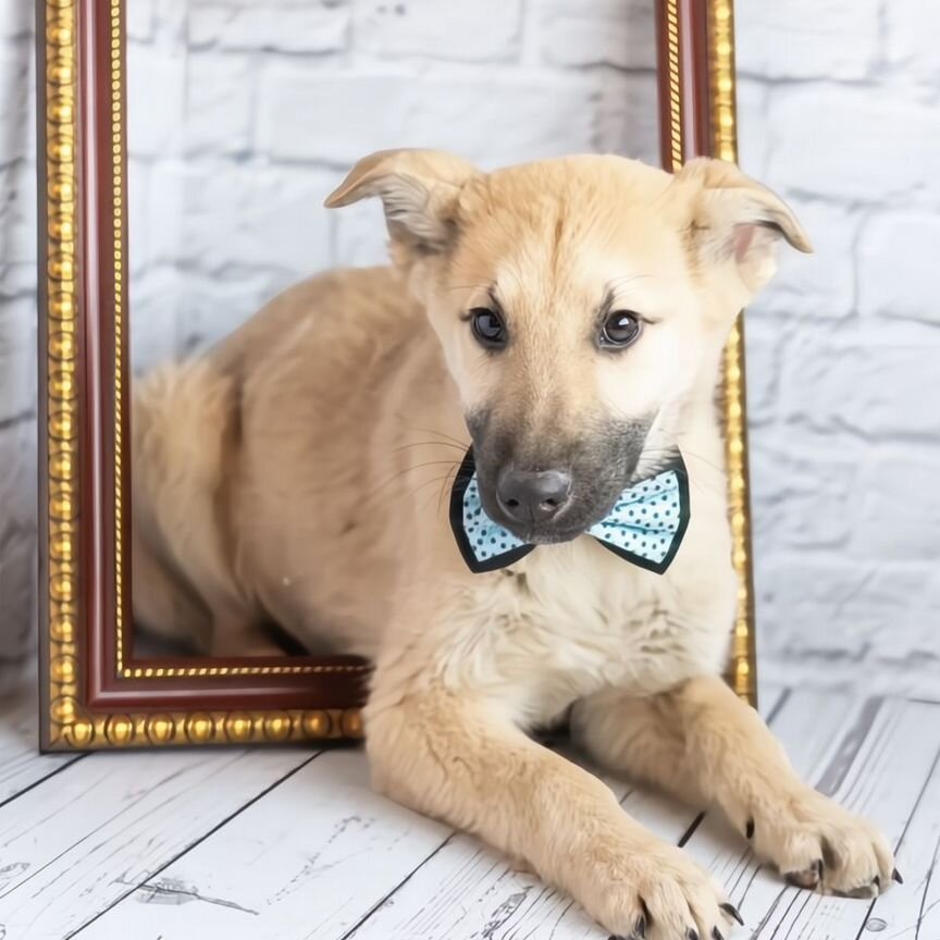 Щенок в добрые руки